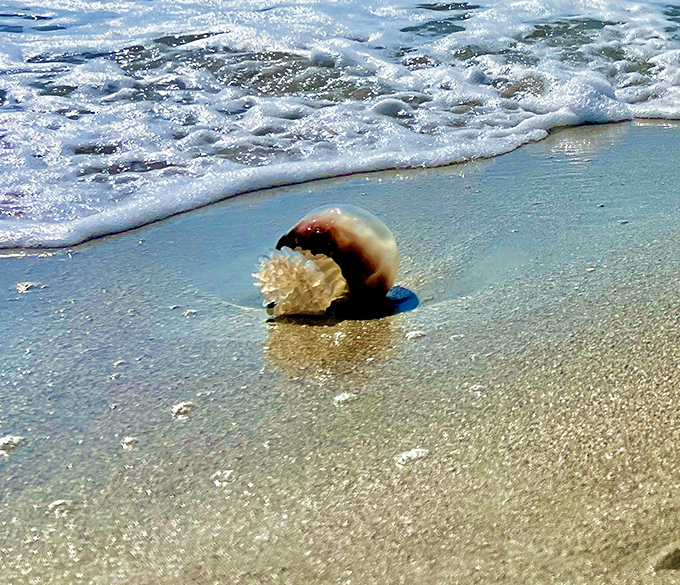 The ocean delivers its treasures to the shore. This jellyfish and shell pairing looks like nature's version of fine dining presentation.