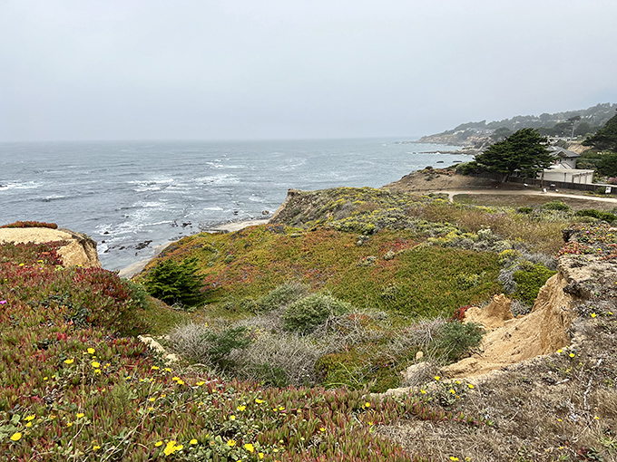 The colorful coastal vegetation frames this protected marine sanctuary where nature puts on daily shows.