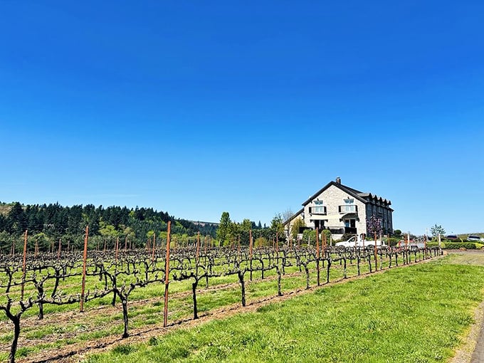 Pristine vineyard rows march toward forested hills like soldiers heading into nature's green army.