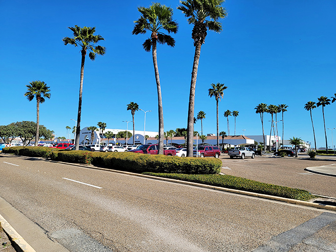 Palm-lined streets create a tropical feel that makes every day seem like a vacation in South Texas.