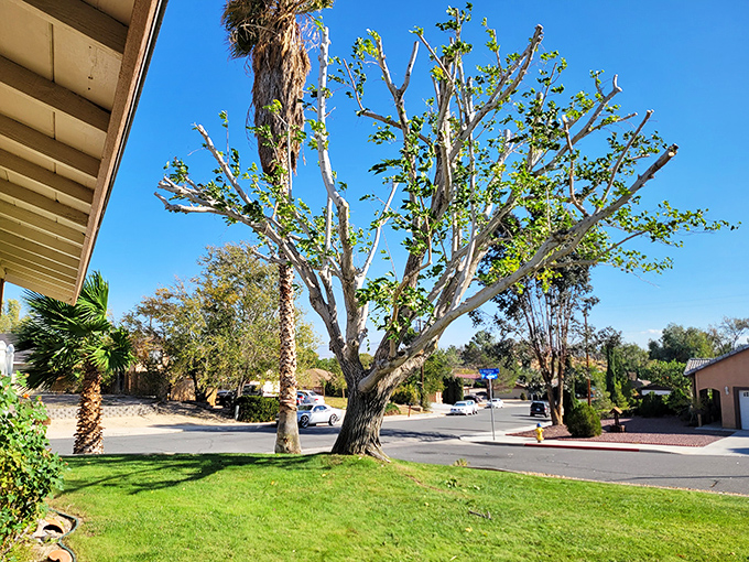 Desert communities like this offer peaceful living with stunning natural backdrops.