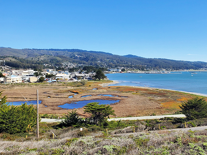 Moss Beach's tide pools and rocky coastline create natural aquariums filled with fascinating marine life discoveries.