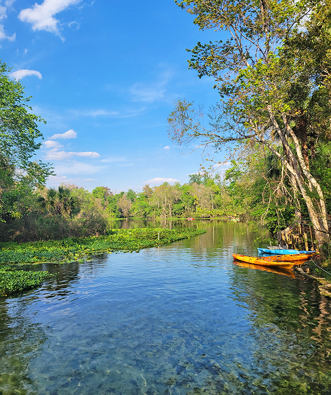"Nature's highway system! These gentle waters flow with purpose, carrying kayakers through a Florida that existed long before Mickey moved to town."