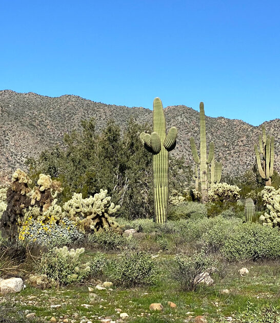 arizona scenic worthy park ftr
