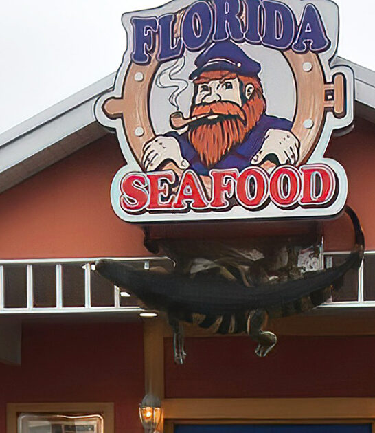 baby clam chowder florida ftr