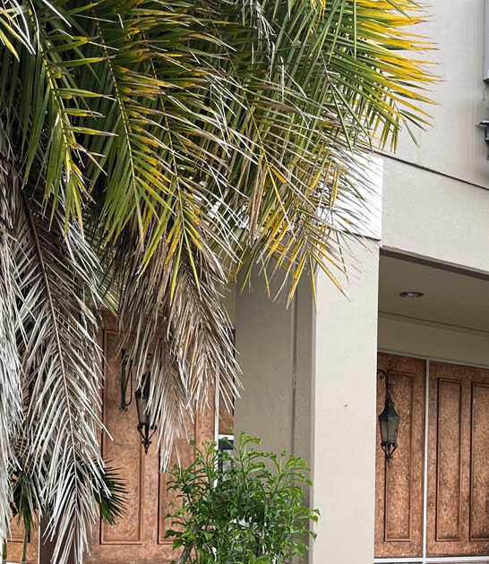 best homemade lasagna florida ftr