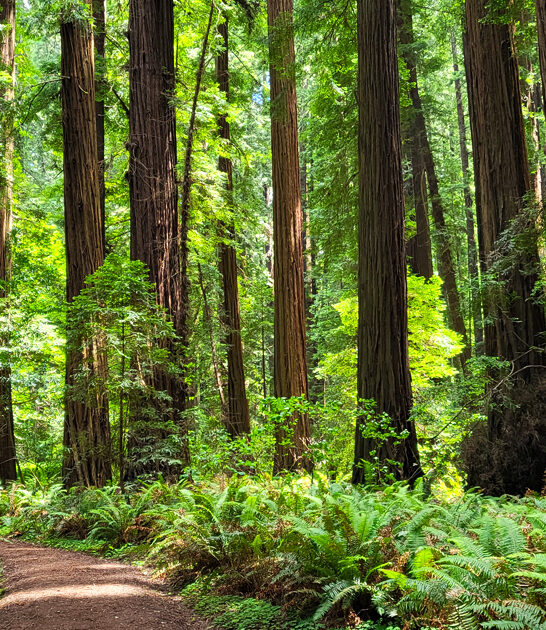 california weekend perfect park ftr