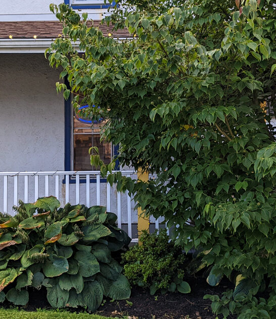 delaware flatbread radar restaurant ftr