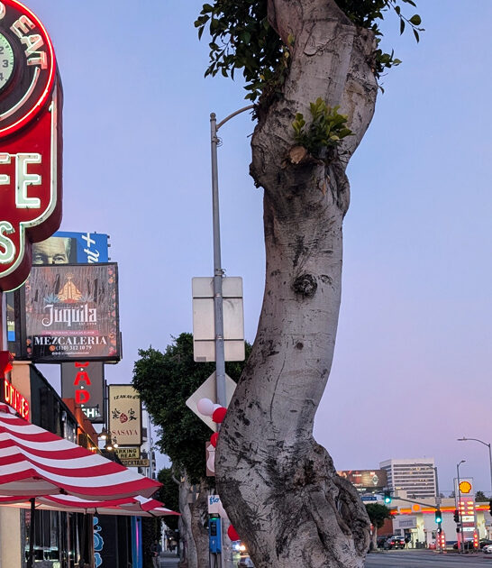 diner style california favorite ftr