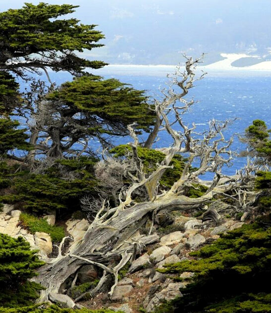 dreamy cypress grove california ftr