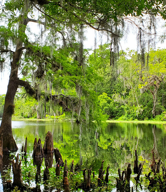 florida surreal state park ftr