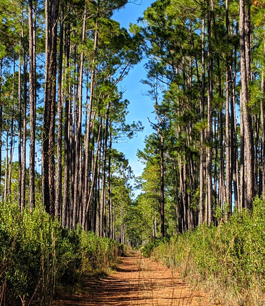 gorgeous state florida little ftr