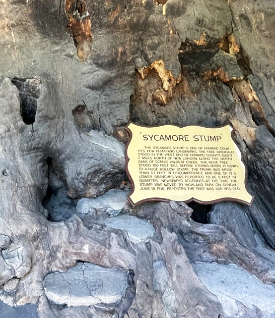 indiana ancient tree stump ftr