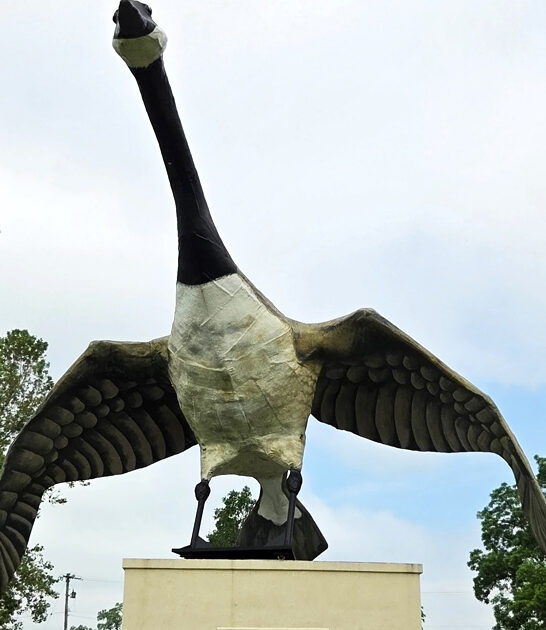 largest goose missouri famous ftr