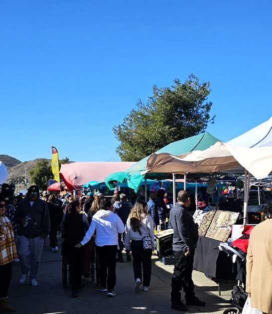 massive flea california fills ftr