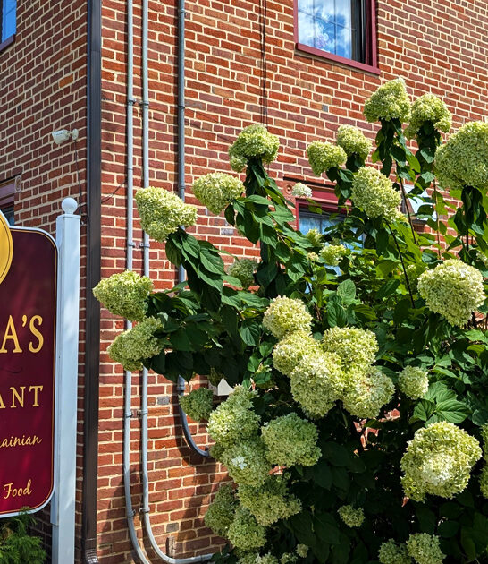 mouth watering ravioli pennsylvania ftr