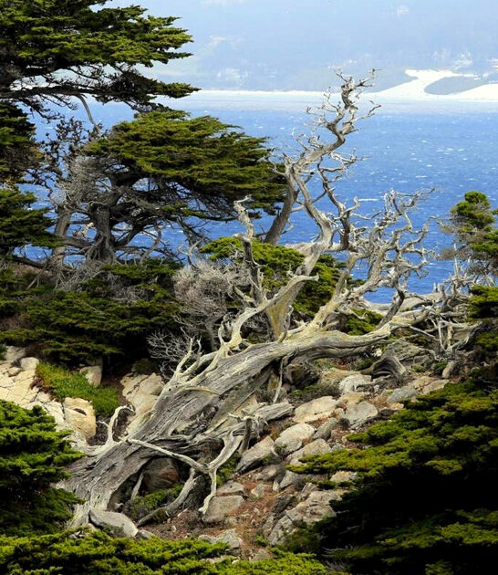 mysterious cypress grove california ftr