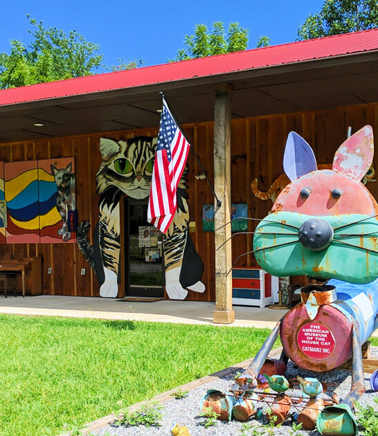 north carolina cat kingdom ftr