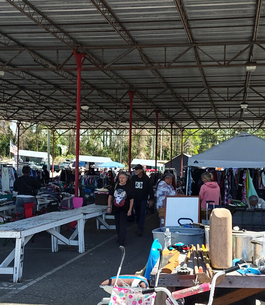north carolina rare flea ftr