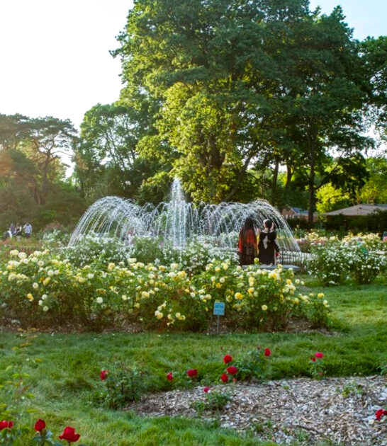 ohio rose garden trip ftr