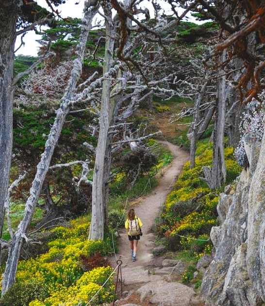 otherworldly cypress grove california ftr