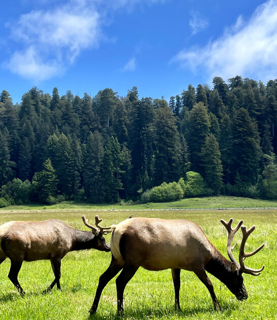 postcard state park california ftr