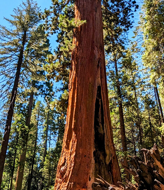state california park breathtaking ftr
