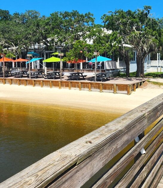 tasty fried alligator florida ftr