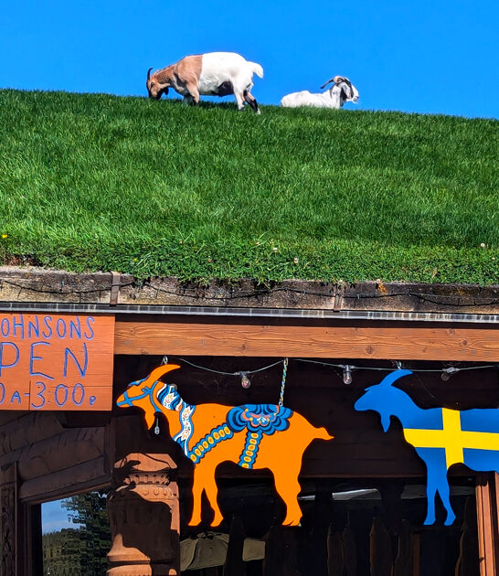 wacky swedish restaurant wisconsin ftr