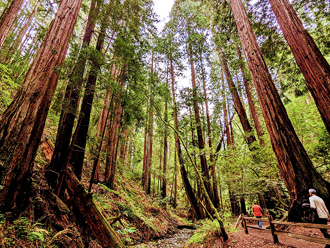 Ancient sentinels standing guard over Mill Valley. These towering redwoods have witnessed centuries pass while we humans are just passing through.
