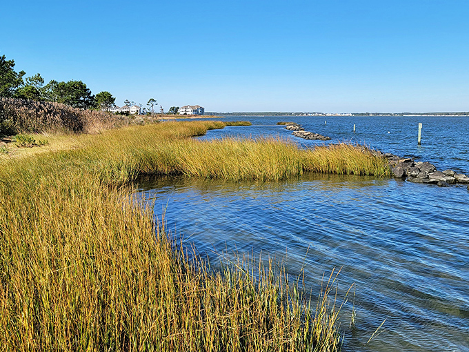 Nature's own masterpiece unfolds where golden marshes meet crystal-clear waters in perfect harmony.