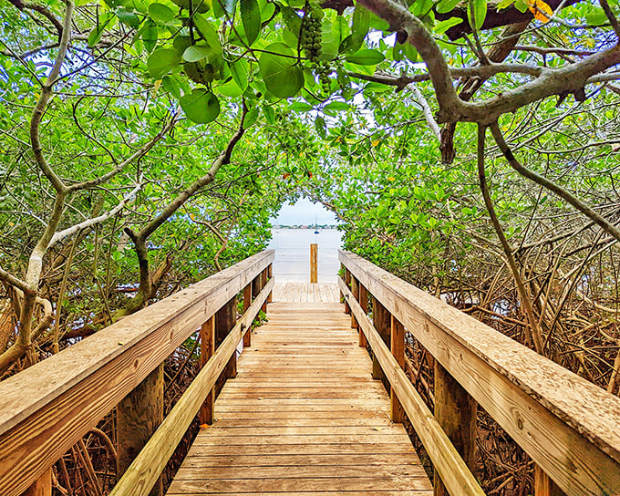 A wooden boardwalk cuts through mangroves toward Sarasota Bay, creating nature's perfect tunnel vision. Mother Nature's version of a red carpet entrance.