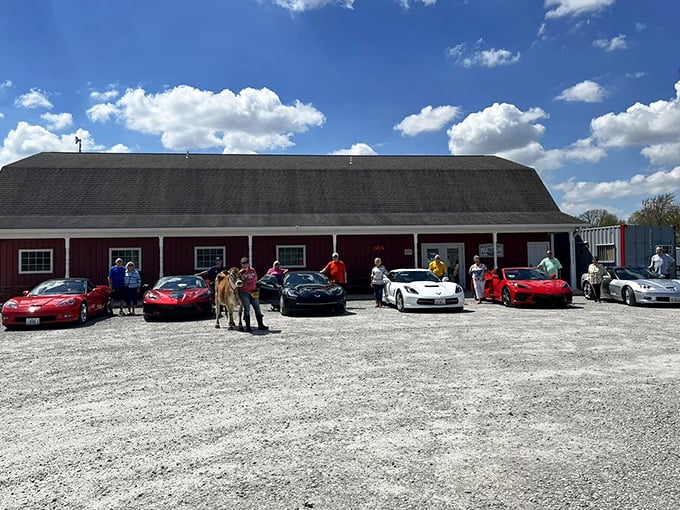 Classic red barn charm meets luxury car club. Only at Marcoot can you find Jerseys and Corvettes sharing the same parking lot!