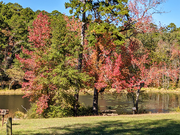 Mother Nature showing off her color palette at Daingerfield State Park. Those crimson trees reflected in the still lake water create a double dose of autumn magic.