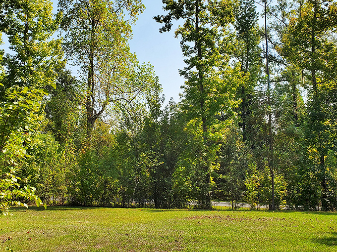 Towering hardwoods create nature's cathedral ceiling above pristine grounds. Florida's version of Appalachia offers a refreshing break from the state's typical flat landscape.