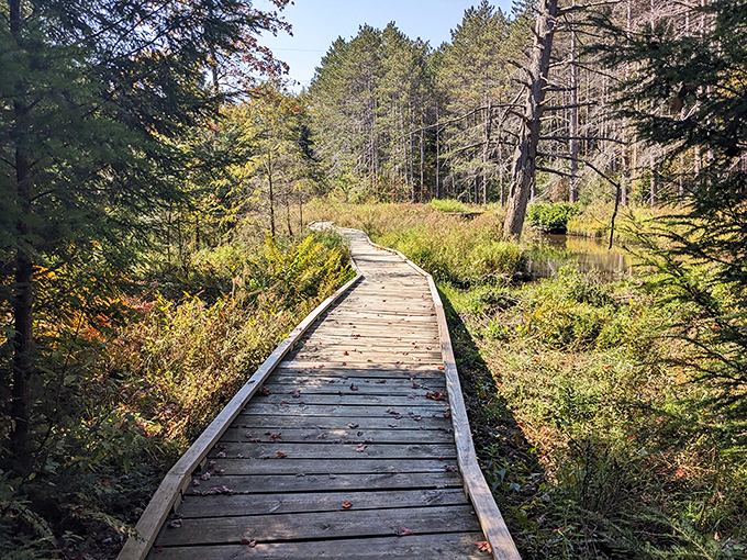 Nature's boardwalk beckons you forward, promising secrets just around the bend. Pennsylvania's wetlands have never looked so inviting.