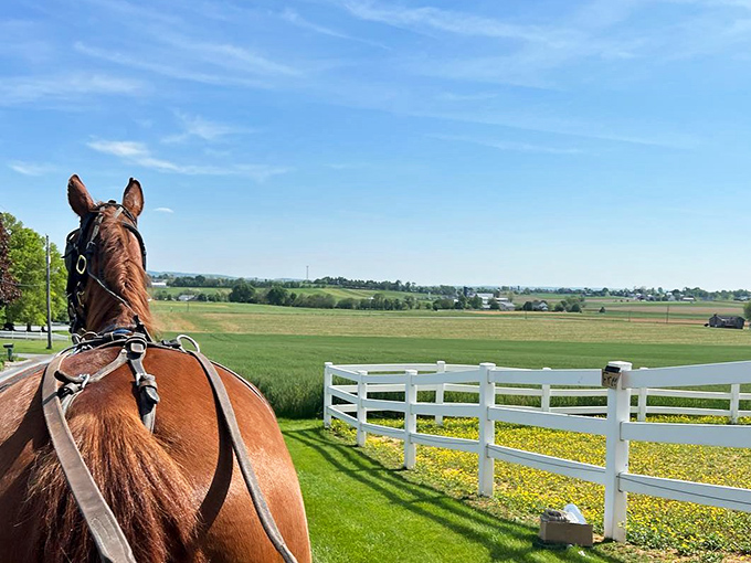 Nature's IMAX experience: a chestnut beauty leads the way past pristine white fences and fields that seem to stretch into forever.