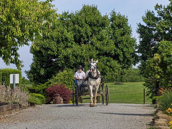 A peaceful scene where time slows down &ndash; a horse and buggy making its way down a gravel path, framed by lush greenery and vibrant flowers.