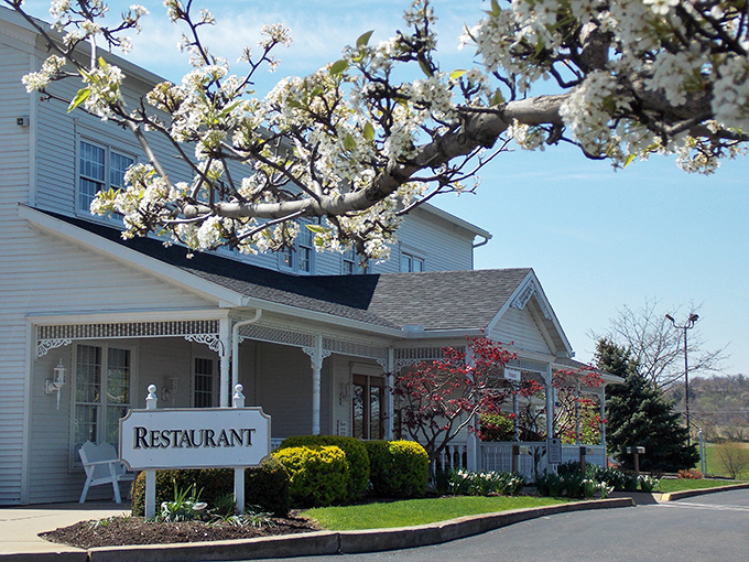 Spring blossoms frame the Amish Door Restaurant like nature's welcome committee. Classic white siding and a welcoming porch promise comfort inside.