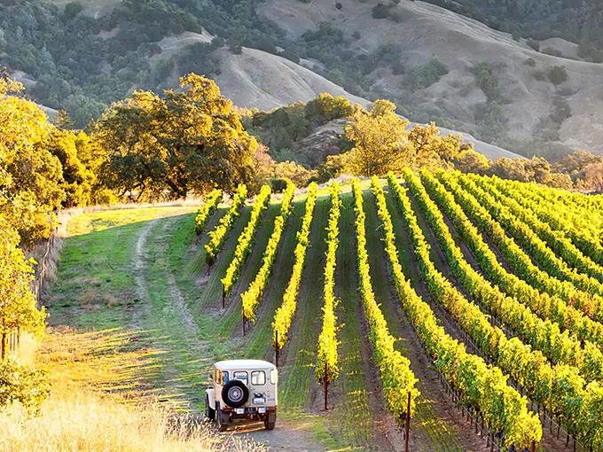 Vineyard dreams come true where perfectly aligned rows of grapevines stretch toward golden hills, with a vintage Land Rover adding that perfect touch of wine country romance.