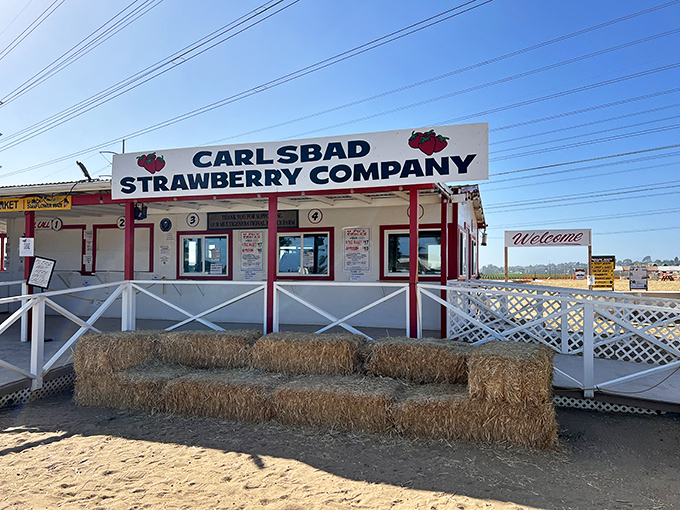 The humble farm stand with its bold red-trimmed sign stands like a beacon of agricultural authenticity amid Southern California's coastal sprawl.