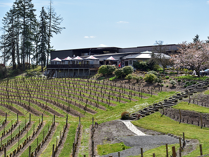 Mother Nature showing off again! Rows of meticulously tended vines cascade down hillsides like a green quilt draped over Oregon's most delicious landscape. 