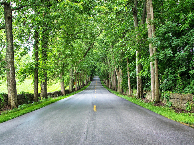 Nature's own cathedral of trees creates a perfect tunnel of green, making you feel like you're driving through an enchanted forest. 