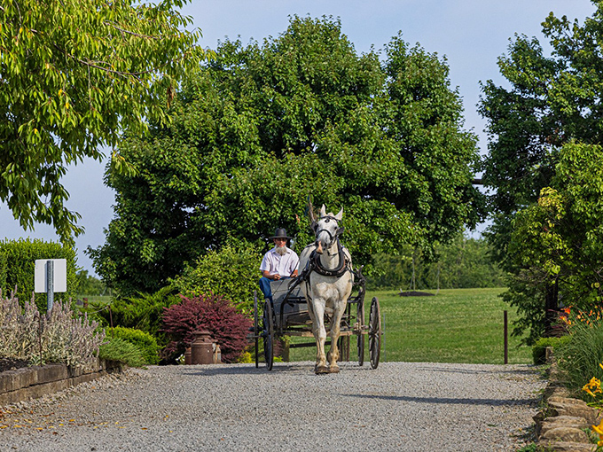 A peaceful scene where time slows down &ndash; a horse and buggy making its way down a gravel path, framed by lush greenery and vibrant flowers.