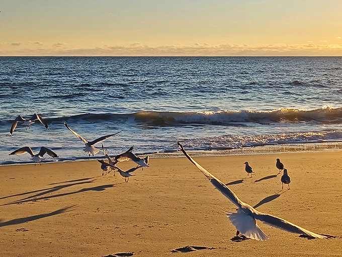 Seagulls dance along the shoreline at sunset, performing their daily ritual as waves gently kiss the sand.