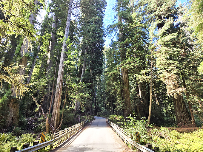 The Smith River's crystal-clear waters invite you to dip your toes while ancient sentinels stand guard. Nature's version of a five-star resort.