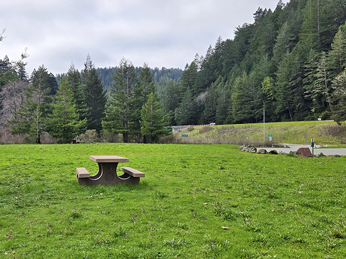 Nature's perfect picnic spot awaits. This serene meadow offers front-row seats to California's most impressive forest performance, no ticket required.