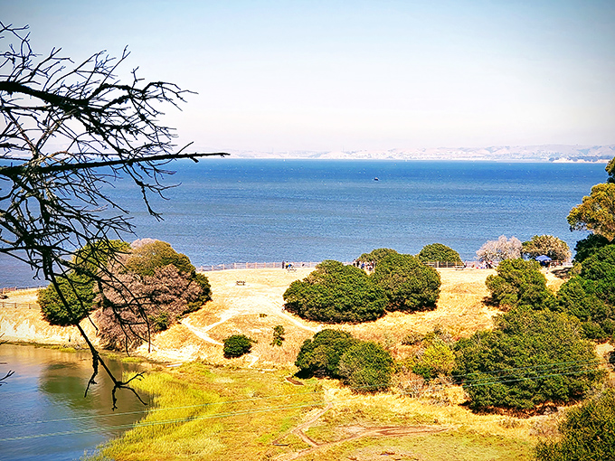 Golden hills meet azure waters at China Camp, where California's natural palette creates a masterpiece more captivating than any gallery exhibition.