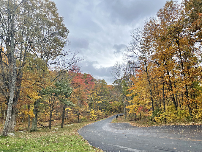 Autumn's grand performance at High Point State Park. Nature's paintbrush transforms ordinary roads into winding pathways through a masterpiece of fall colors.