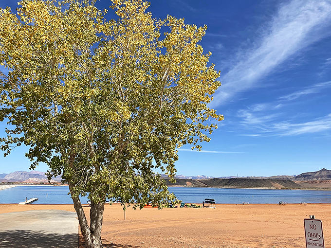 Golden leaves frame the perfect beach day at Sand Hollow. That tree's not just providing shade&mdash;it's offering front-row seats to paradise.